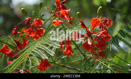 Delonix regia (Also called pohon Semarak Api, Flamboyan, royal ...