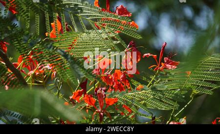 Delonix regia (Also called pohon Semarak Api, Flamboyan, royal ...