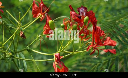 Delonix regia (Also called pohon Semarak Api, Flamboyan, royal ...
