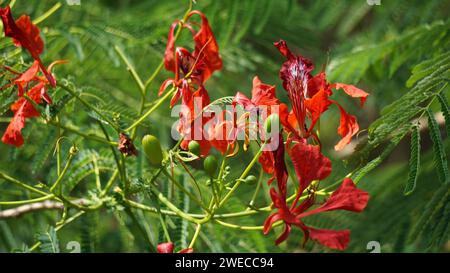 Delonix regia (Also called pohon Semarak Api, Flamboyan, royal ...