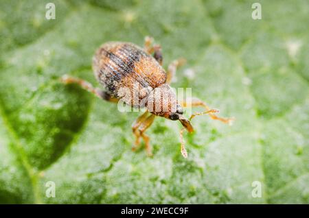 weevil (Rhynchaenus xylostei, Rhynchaenus lonicerae), sitting on a leaf ...
