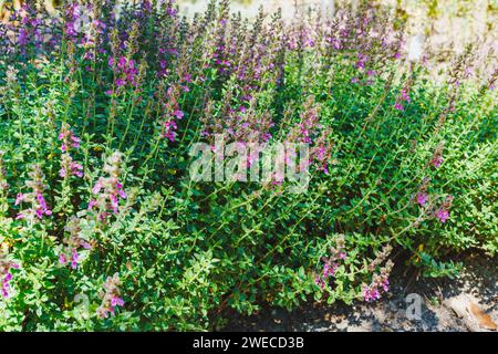 Wall germander (Teucrium chamadrys) plant in bloom in the garden This ...