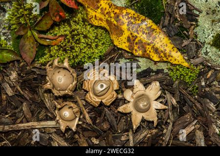 Common collared earthstar (Geastrum triplex) two fruiting bodies, Holme ...
