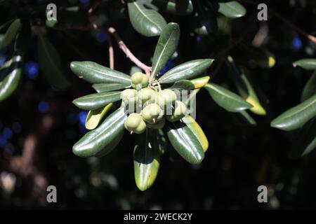 Beautiful pittosporum plant with green berries growing outdoors ...