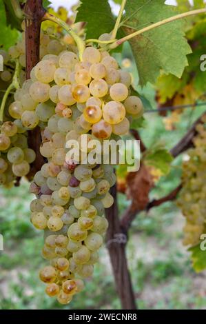 Harvest time on vineyards of Cognac white wine region, Charente, ripe ...