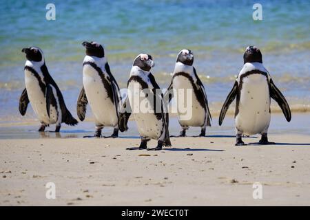 Five African penguins on beach coming out of ocean, posing in line ...