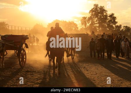 Cairo, Egypt. 24th Jan, 2024. Vendors of animal riding service for ...