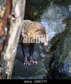 Asian Squirrel at Sunway Lagoon Wildlife Park in Selangor, Malaysia ...