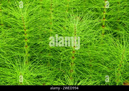Horsetail reeds along Discovery Trail, Cape Disappointment State Park ...