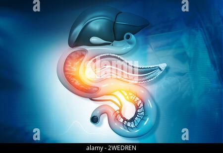Anantomy of Liver stomach pancreas gallbladder and spleen on medical ...