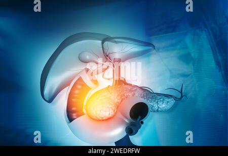 Anantomy of Liver stomach pancreas gallbladder and spleen on medical ...