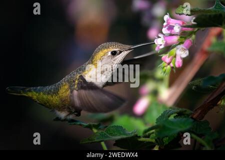A closeup shot of a hummingbird collecting nectar from the flower Stock ...