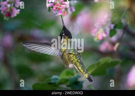 A closeup shot of a hummingbird collecting nectar from the flower Stock ...