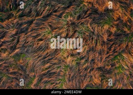 Aerial Grass Texture Stock Photo - Alamy