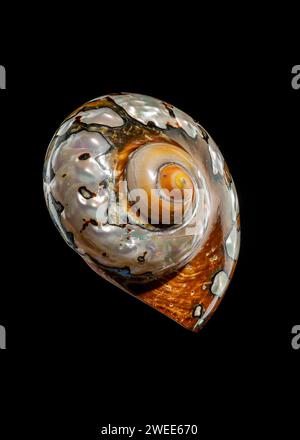 Pearly snail sea shell of Turbo sarmaticus South African turban on a ...