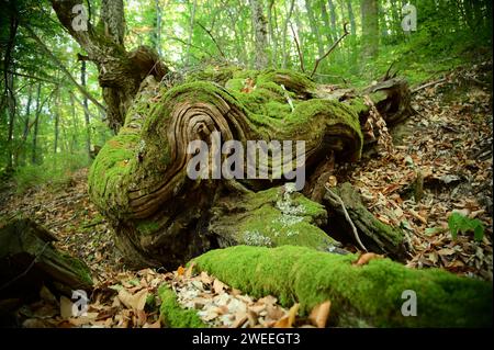 Chestnut Blight (Cryphonectria parasitica Stock Photo - Alamy