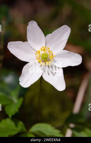 Wood Anemones, Brock Valley, Forest of Bowland, Lancashire, England ...