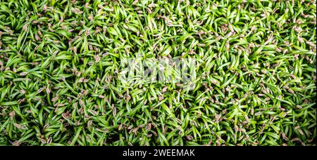 Fennel Napo microgreens (baby greens Stock Photo - Alamy