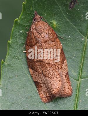 Dark Fruit tree Tortrix moth (Pandemis heparana) resting on leaf ...