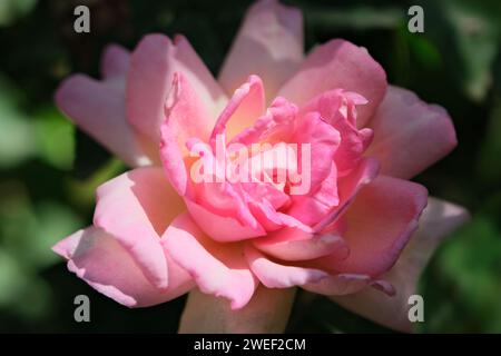 Pink coloured flower, similar to a rose, daytime close-up photo ...