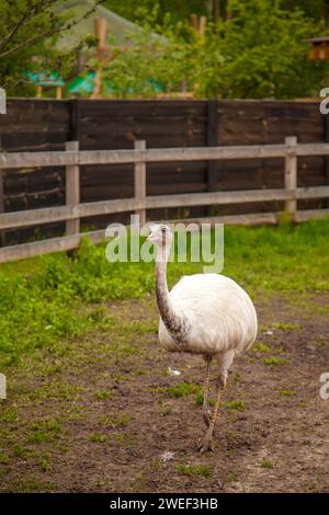 White ostrich nandu known as Greater rhea (Rhea americana) is a ...