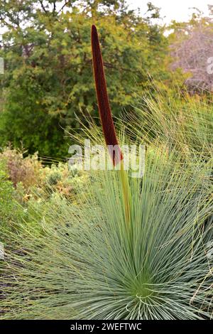 Grass tree (Xanthorrhoea glauca) is an arborescent plant native to ...