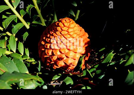 Zululand Cycad Encephalartos ferox Gymnosperm cycad Stock Photo - Alamy