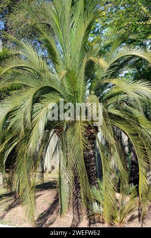 Zamia palm (Macrozamia moorei) is a gymnosperm native to Australia ...