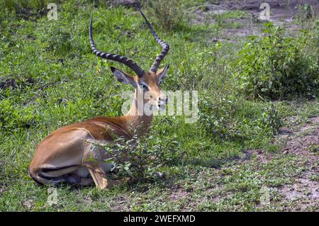 Impalas photographed on safari in Akagera National Park in Northeastern ...