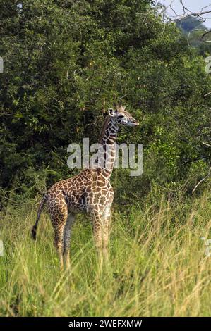 photographed on safari in Akagera National Park in Northeastern Rwanda ...