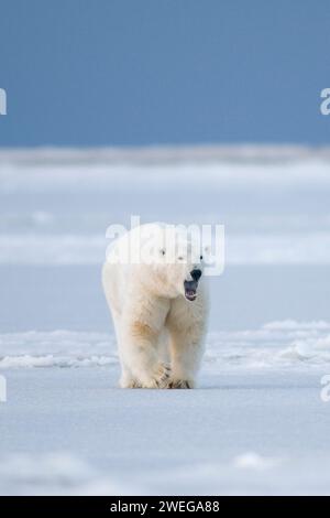 polar bear, Ursus maritimus, nervous adult boar walks on newly formed ...