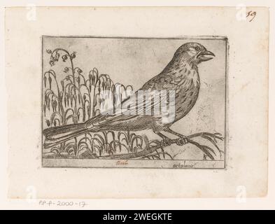 Ortolaan; Ortolan Bunting; Emberiza hortulana Stock Photo - Alamy