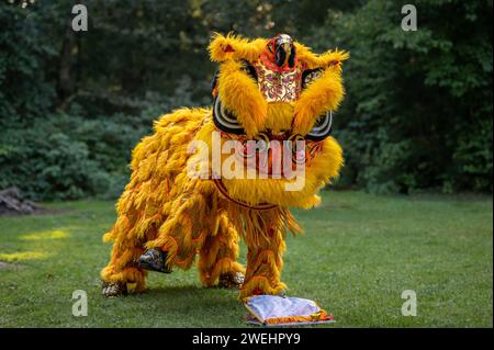 Traditional lion dance. One yellow lion and one red lion. Celebration ...