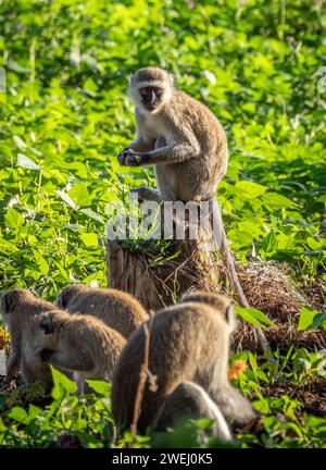 Blue vervet monkeys that hang around in the forest on the summit of ...