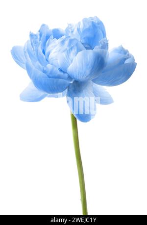 Beautiful light blue peony on white background Stock Photo - Alamy