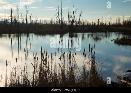 Wylie Slough, Headquarters Unit, Skagit Wildlife Area, Washington Stock ...