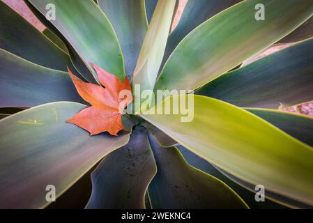 autumn leaf on a cactus, Galatzo house cloister, dry stone path, GR221 ...