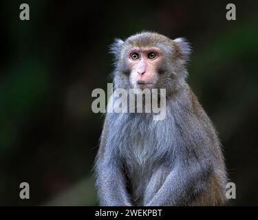 Formosan Rock Macaque (Macaca cyclopis Stock Photo - Alamy