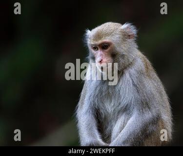 Formosan Rock Macaque, Macaca cyclops monkey in the forest Stock Photo ...