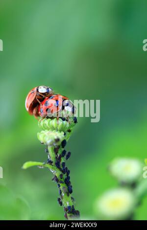 Ladybug Reproduction and Hunting Eating Aphid Close Up Ecology ...