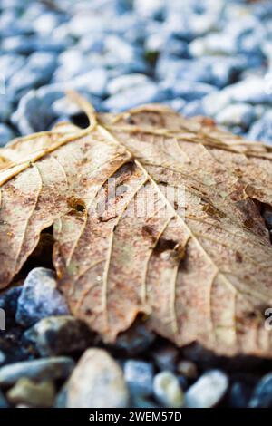 Close-up shot of a fallen dry yellow maple leaf on the ground under the ...