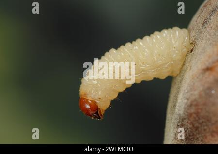 Nut parasite, Hazelnut borer larva hatches from hazelnut, Larva of a ...