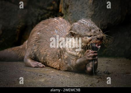 Light brown otter on the rock Stock Photo - Alamy