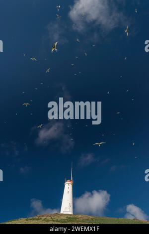 Arctic terns above Reykjanesviti lighthouse, Reykjanes on Baejarfell ...