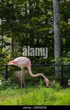 Phoenicopterus ruber in captivity Stock Photo - Alamy