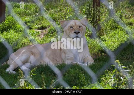White Lion (Panthera leo) photographed in captivity through wire mesh ...