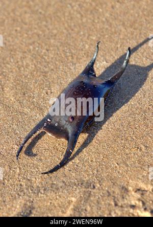 A ray egg case, known as a mermaids purse, washed up on a pebble beach ...