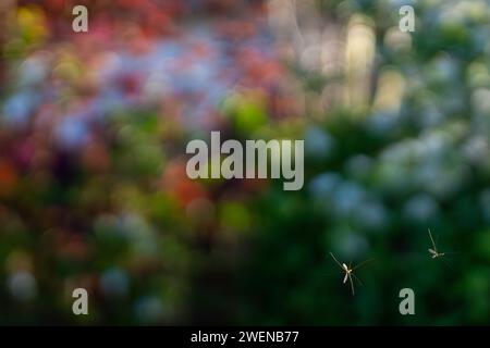 Mcken Im Garten