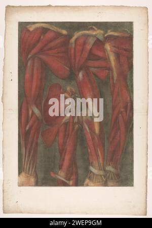 Jacques-Fabien Gautier-Dagoty, Muscles of the Back, (Anatomical Study ...