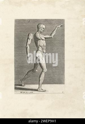 Ecorché, to right, Foundations of drawing (series title), Instructions ...